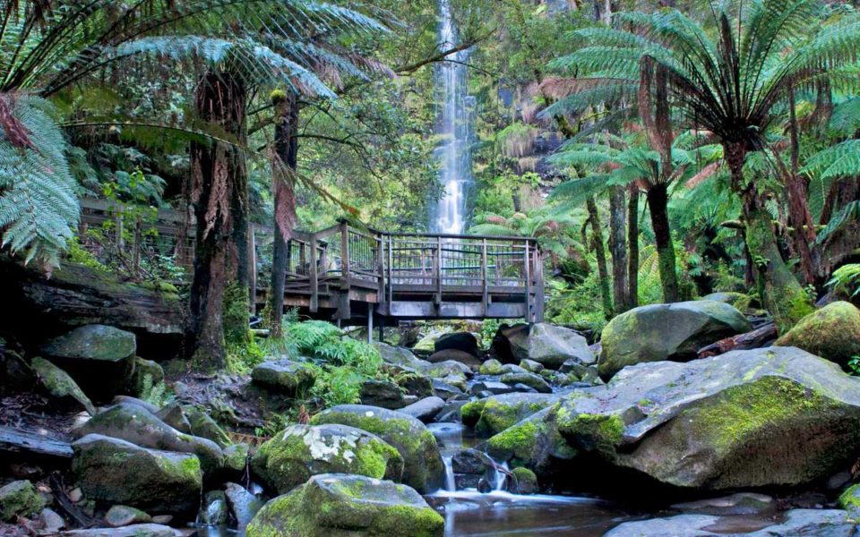 Great Otway National Park | Otways Hinterland Lakes & Forests