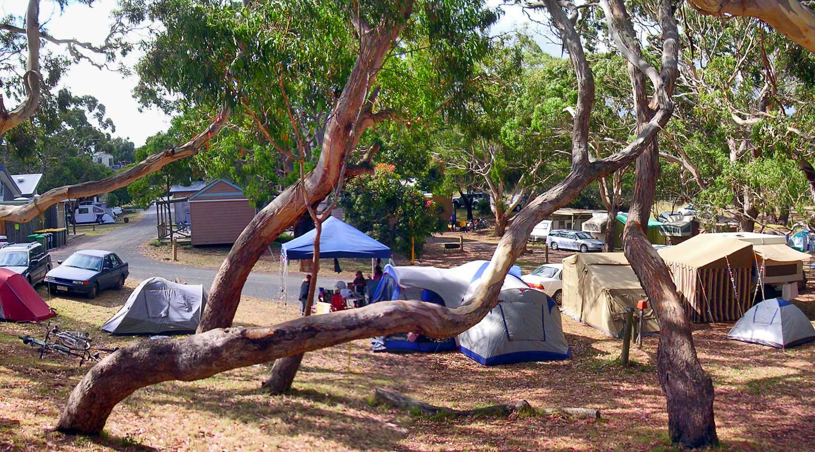 Bimbi Park | Otways Hinterland Camping Stays Under Koalas