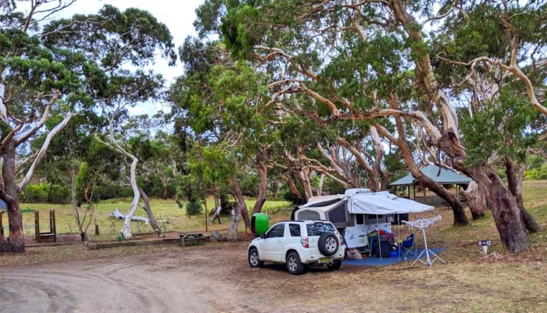 Bimbi Park | Otways Hinterland Accommodation Camping Under Koalas