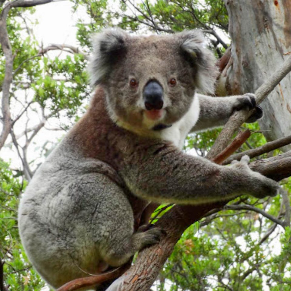 Bimbi Park | Otways Hinterland Camping Stays Under Koalas