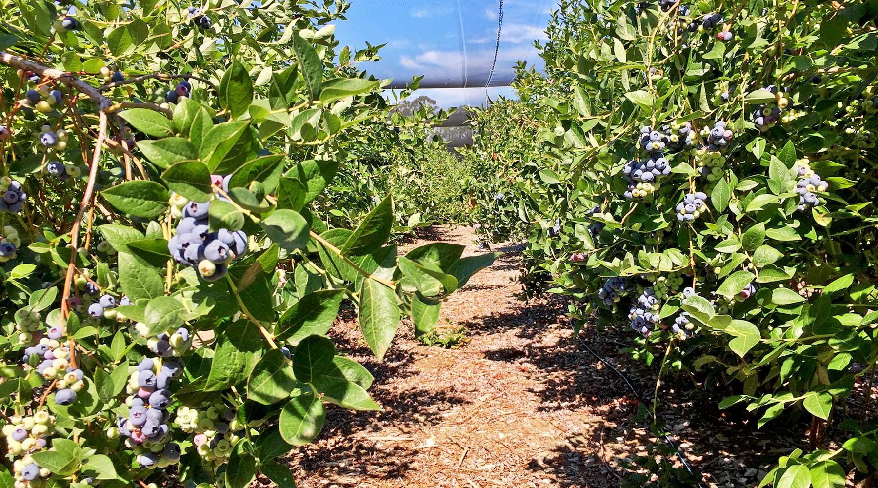 Otway Blueberries | Otways Hinterland Fresh Quality Blueberries