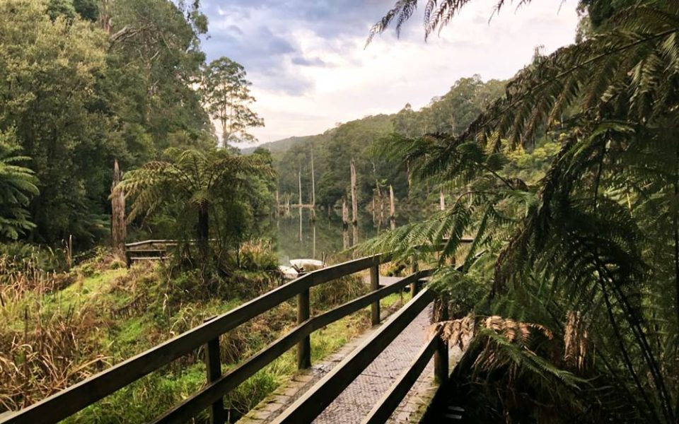 Otway Eco Tours | Otways Hinterland Guided National Park Tours