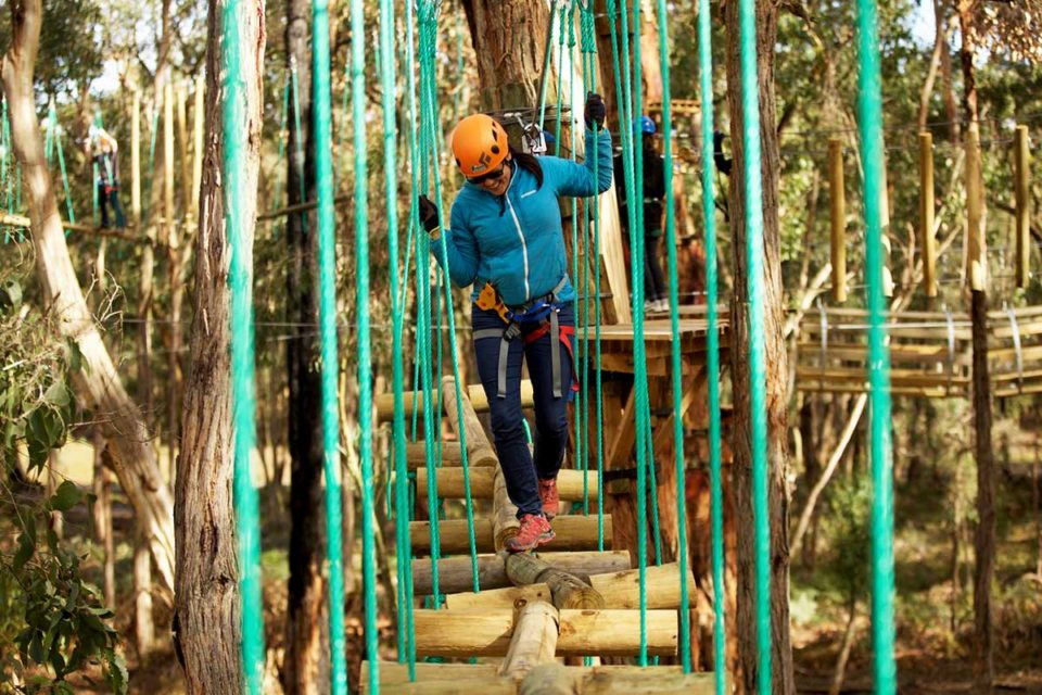 Treetops Adventure Yeodene | Otways Hinterland Treetop Activities